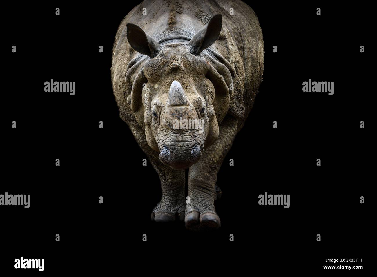 Full body of a greater one-horned rhinoceros Stock Photo - Alamy