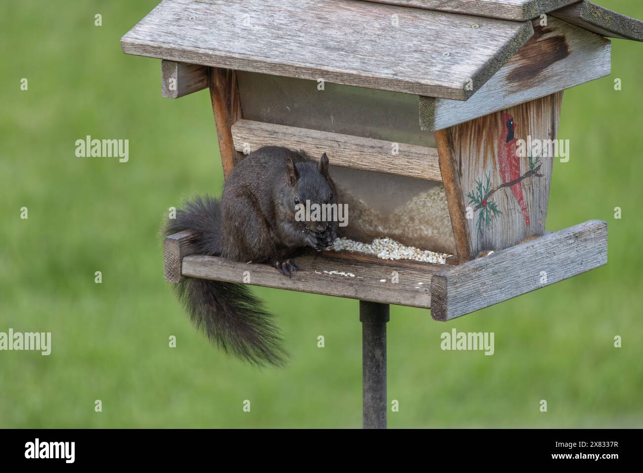 Close up view of a cute black squirrel eating safflower seeds at a ...
