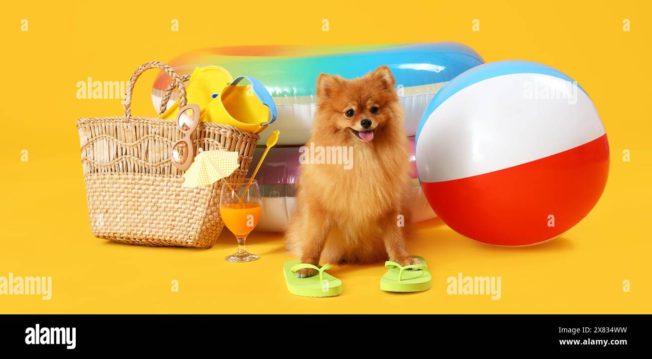 Cute Pomeranian dog with beach accessories on yellow background Stock ...