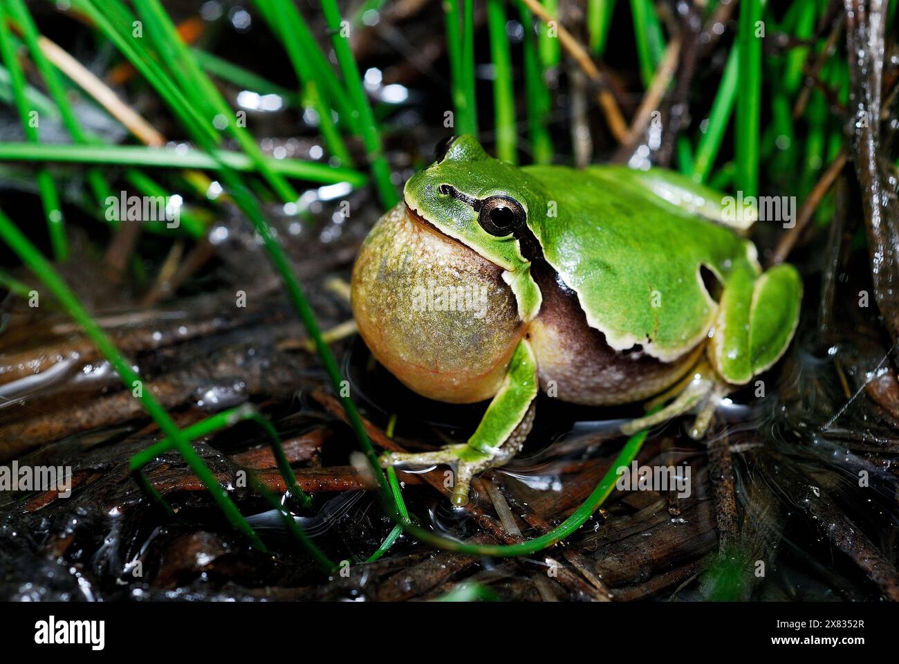 Tree frog (Hyla molleri) in Cerceda, Madrid, Spain Stock Photo - Alamy