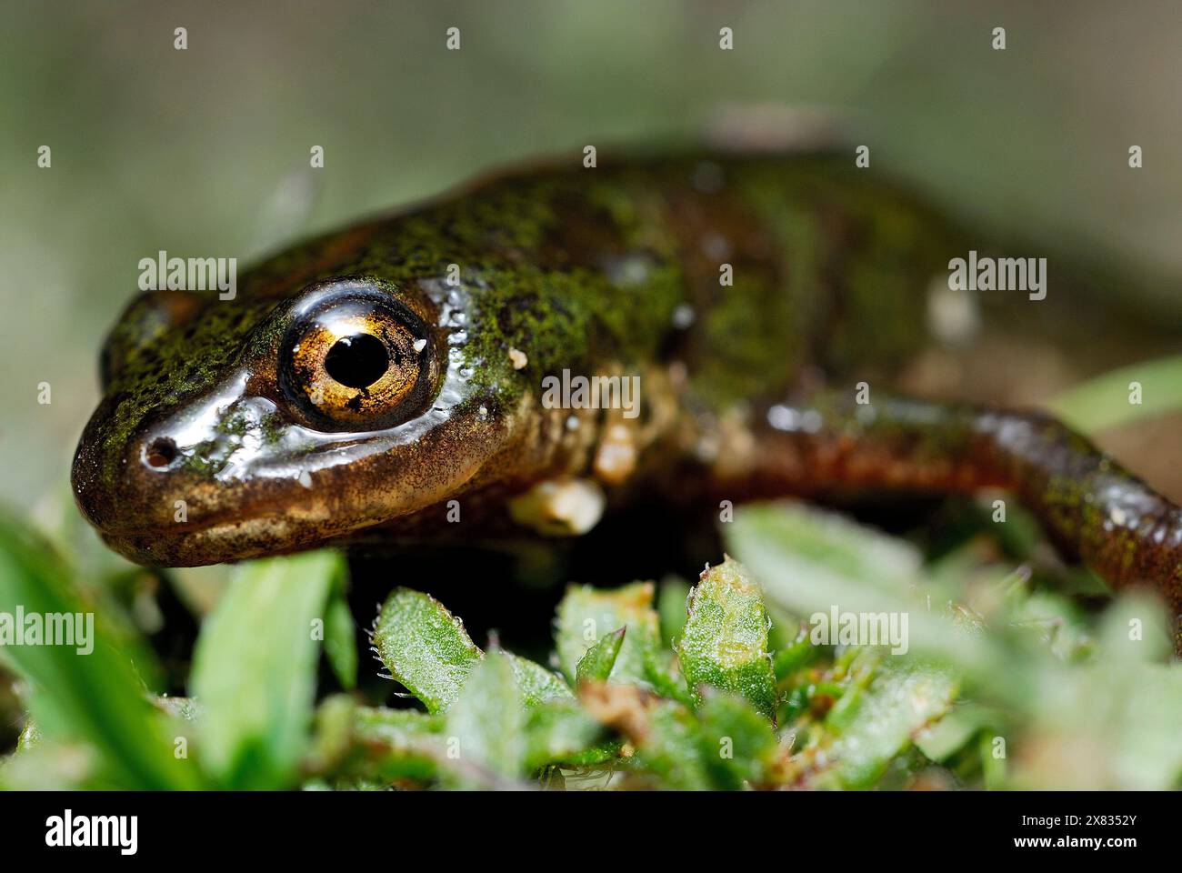 Cerceda hi-res stock photography and images - Alamy