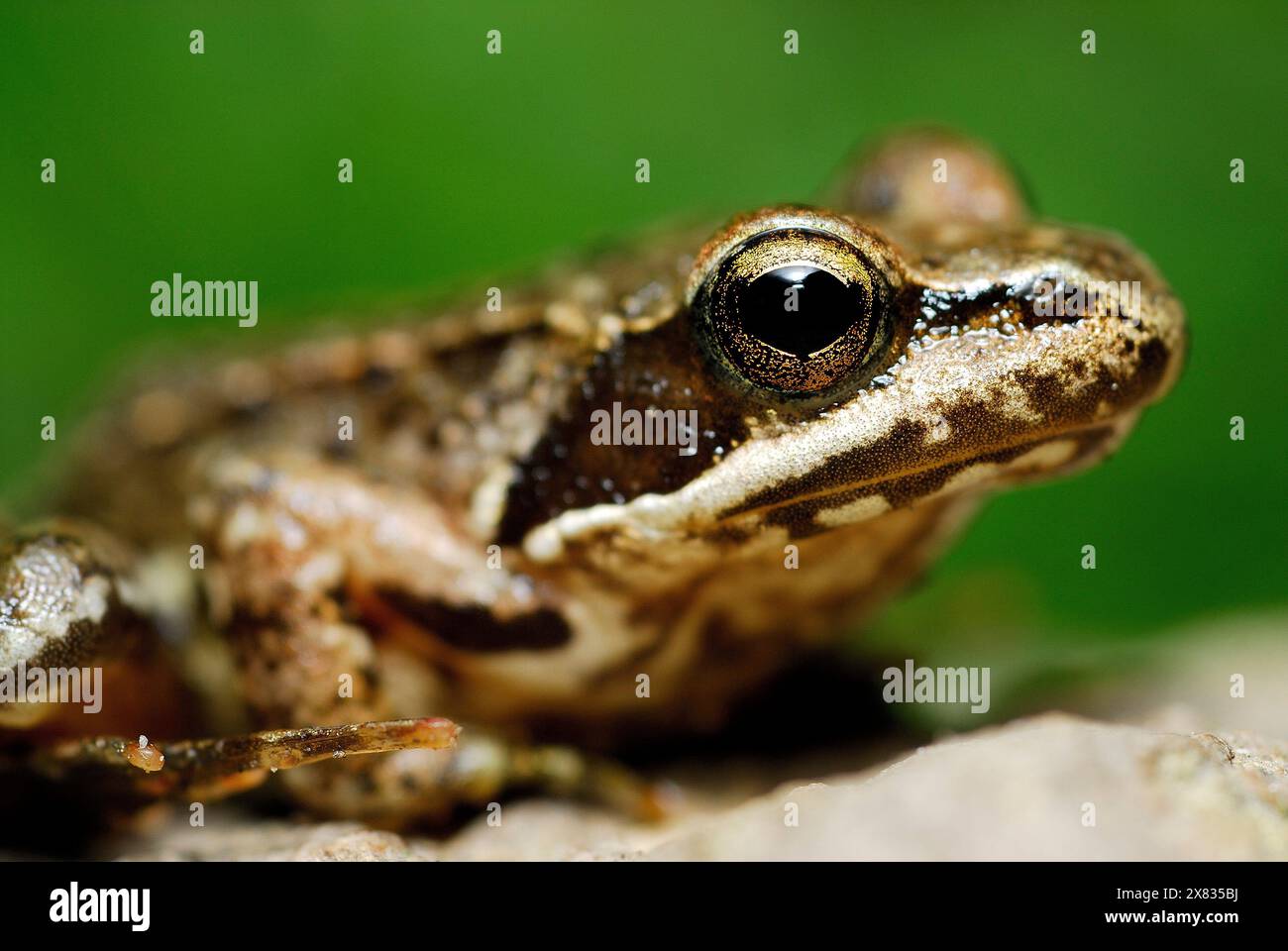 Long legged frog (Rana iberica) in A Fraga, San Juan de Rio, Orense ...