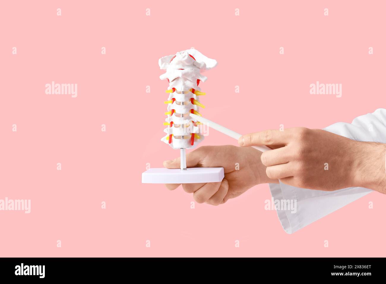 Male doctor demonstrating spinal anatomy with vertebral column model on ...
