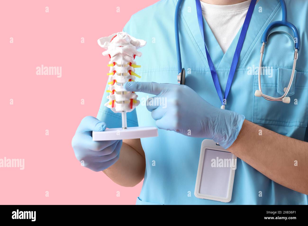Male doctor demonstrating spinal anatomy with vertebral column model on ...