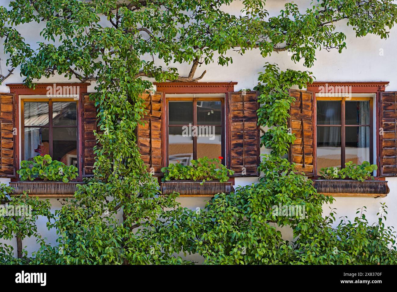 Living building windows behind tree hi-res stock photography and images ...