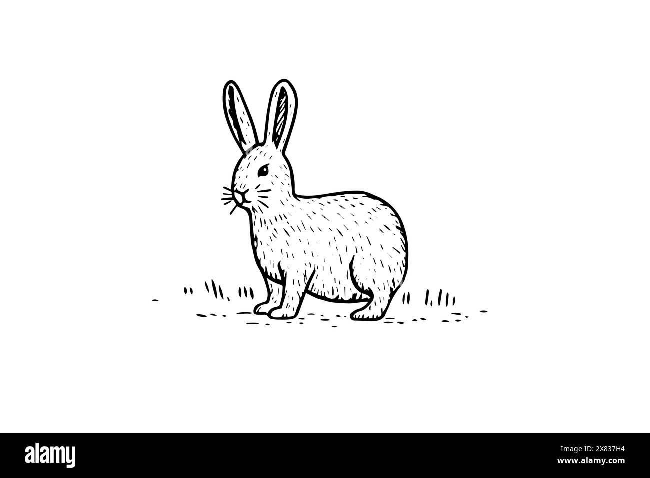 Vintage Rabbit Sketch: Hand-Drawn Vector Illustration, Easter Bunny ...