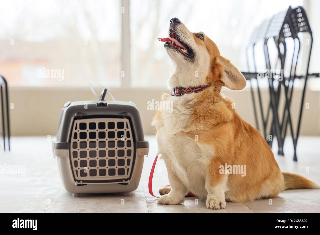 Cute Corgi dog with carrier at airport Stock Photo - Alamy