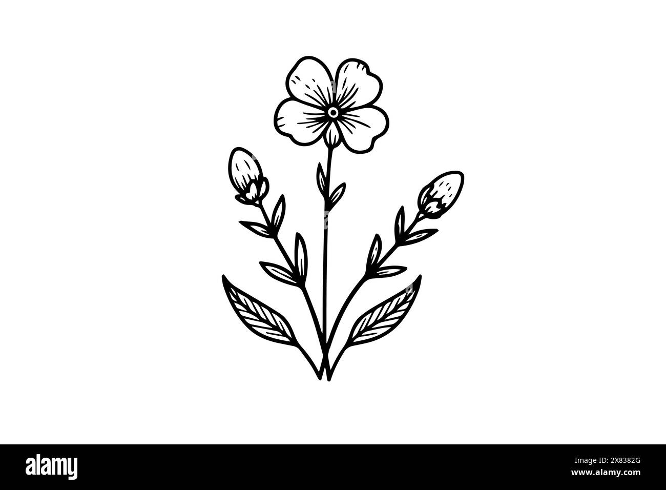 Hand drawn ink sketch of meadow wild flower. Engraved style vector ...