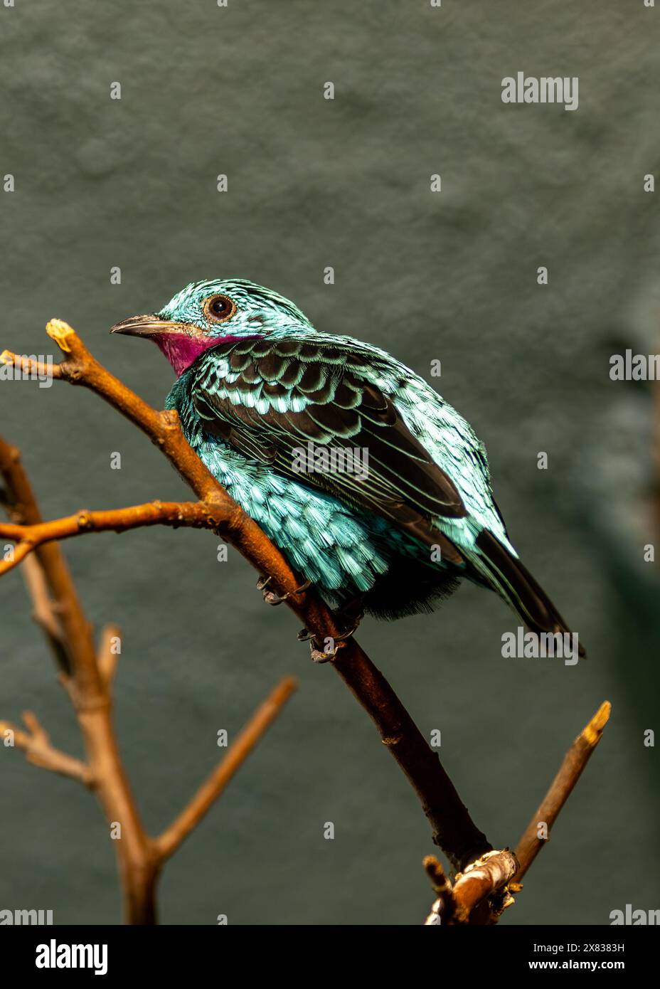 The Spangled Cotinga, native to the Amazon Rainforest, feeds on fruits ...