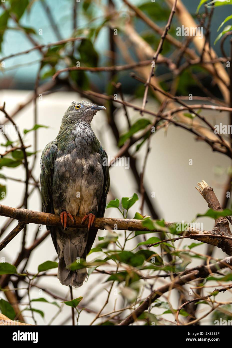 The Superb Fruit Dove, native to Australasia, feeds on fruits and ...