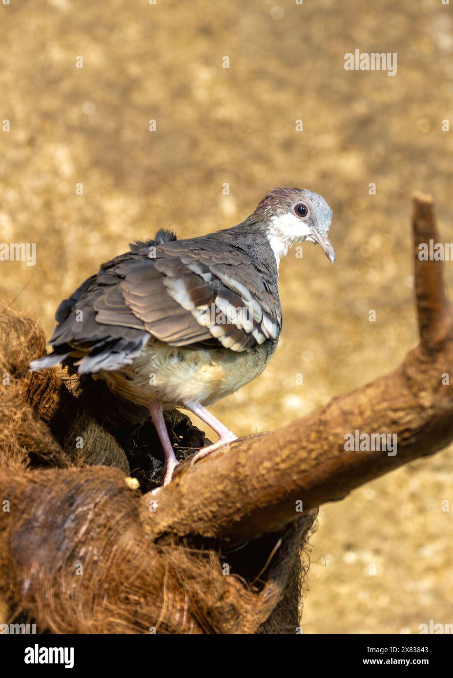 Malayan partridge hi-res stock photography and images - Alamy