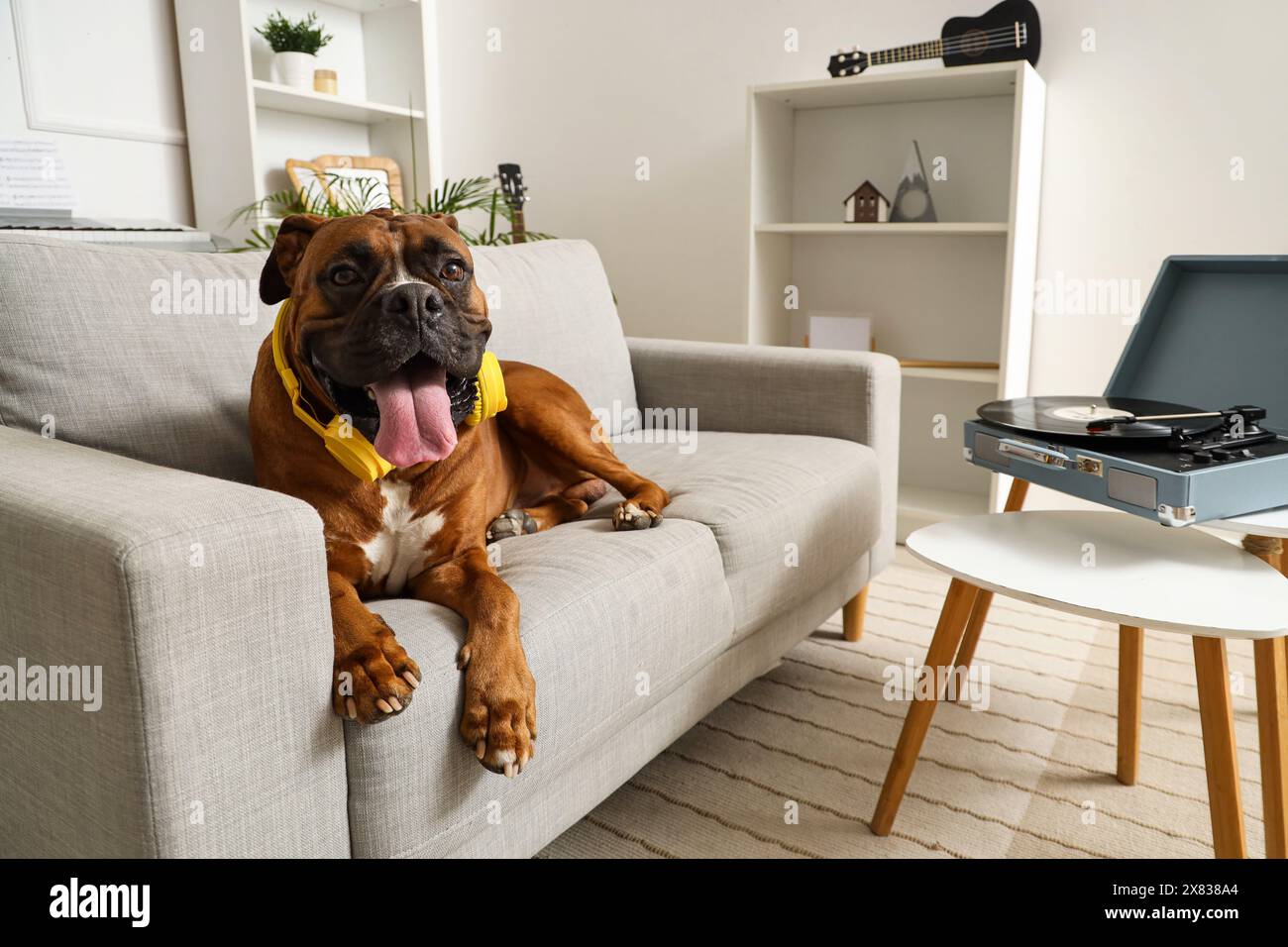 Boxer dog with headphones and record player at home Stock Photo - Alamy