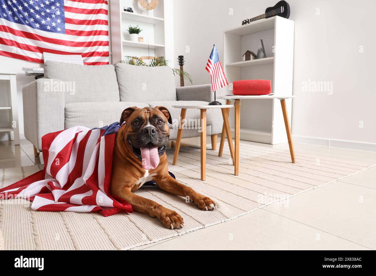 Boxer dog with USA flags at home Stock Photo - Alamy