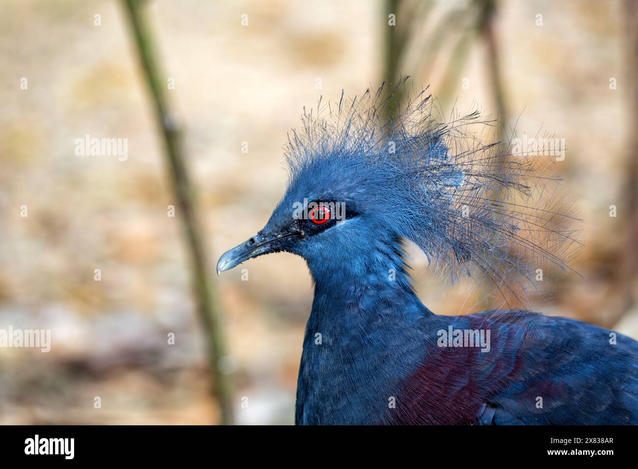 The Victoria Crowned Pigeon, native to New Guinea, feeds on fruits and ...