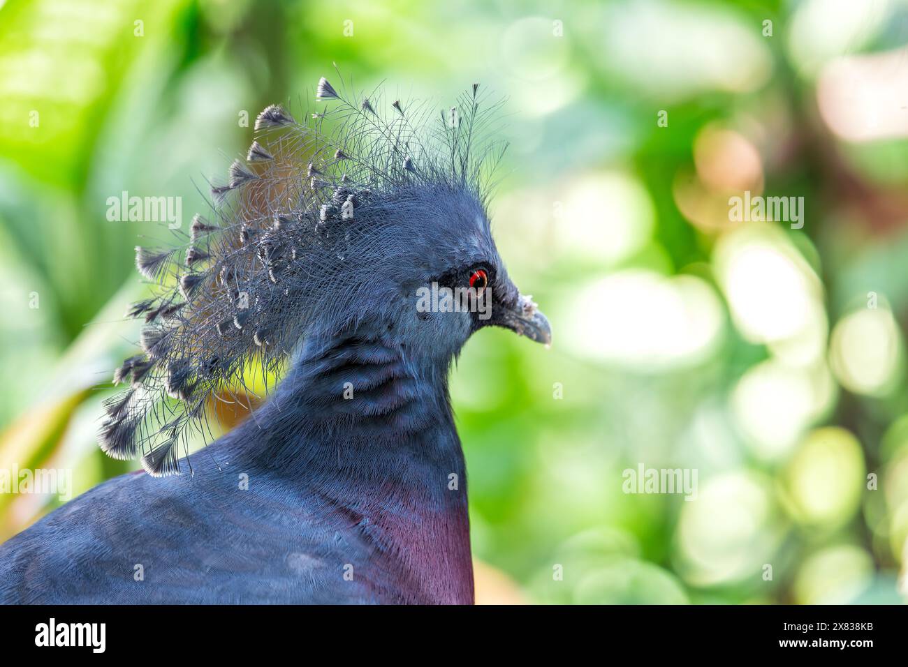 The Victoria Crowned Pigeon, native to New Guinea, feeds on fruits and ...