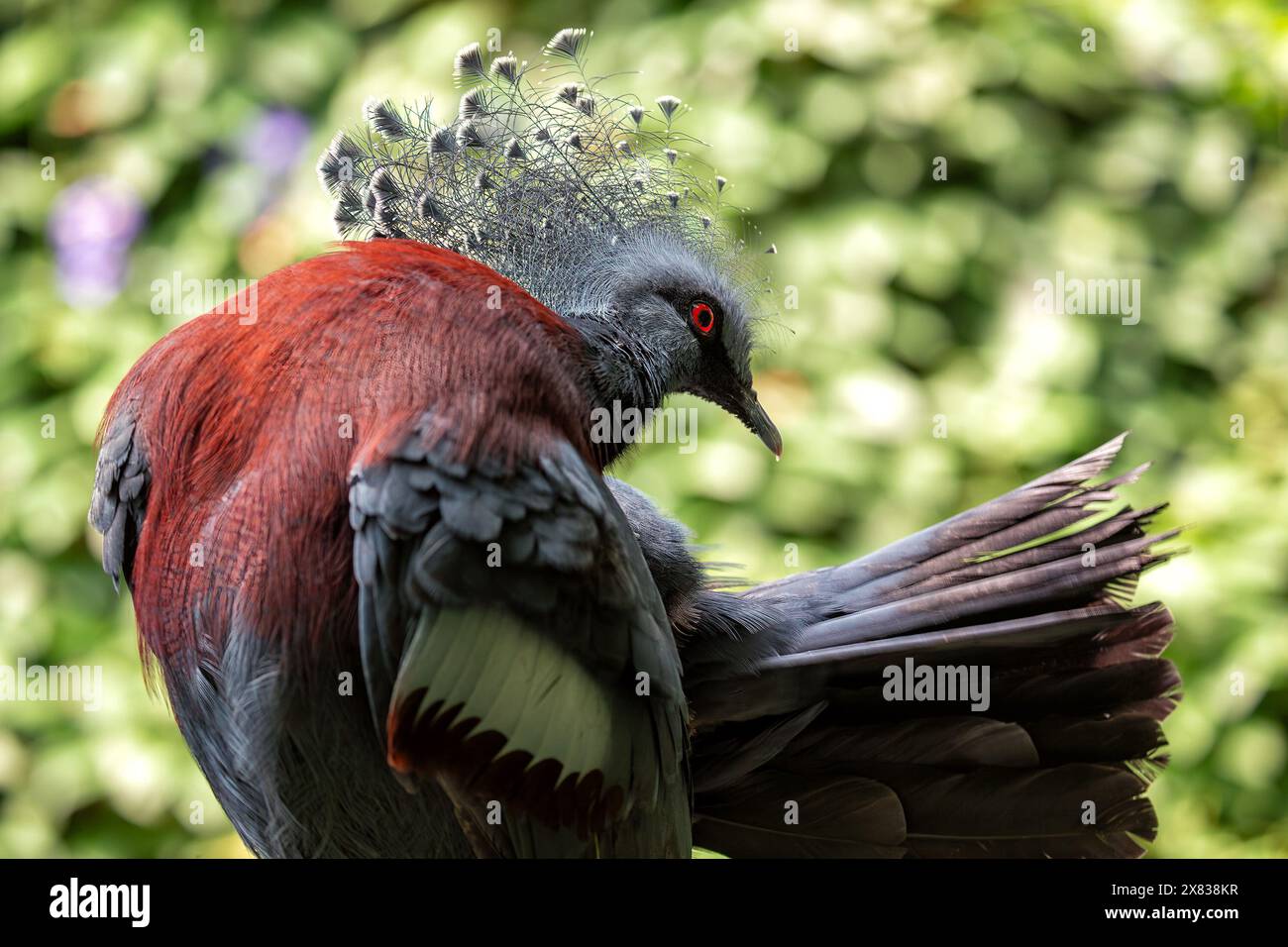 The Victoria Crowned Pigeon, native to New Guinea, feeds on fruits and ...