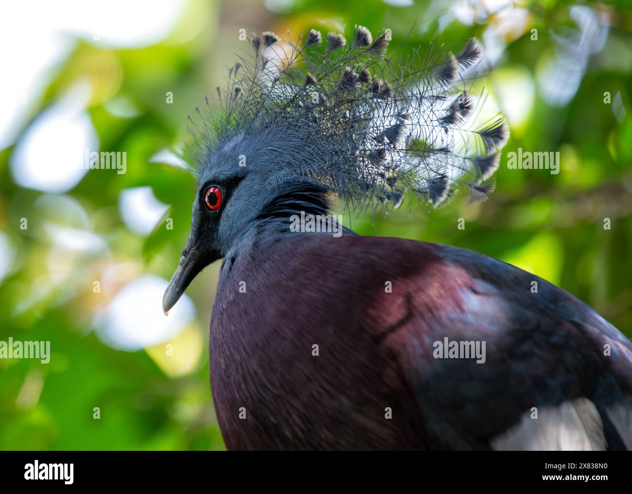The Victoria Crowned Pigeon, native to New Guinea, feeds on fruits and ...