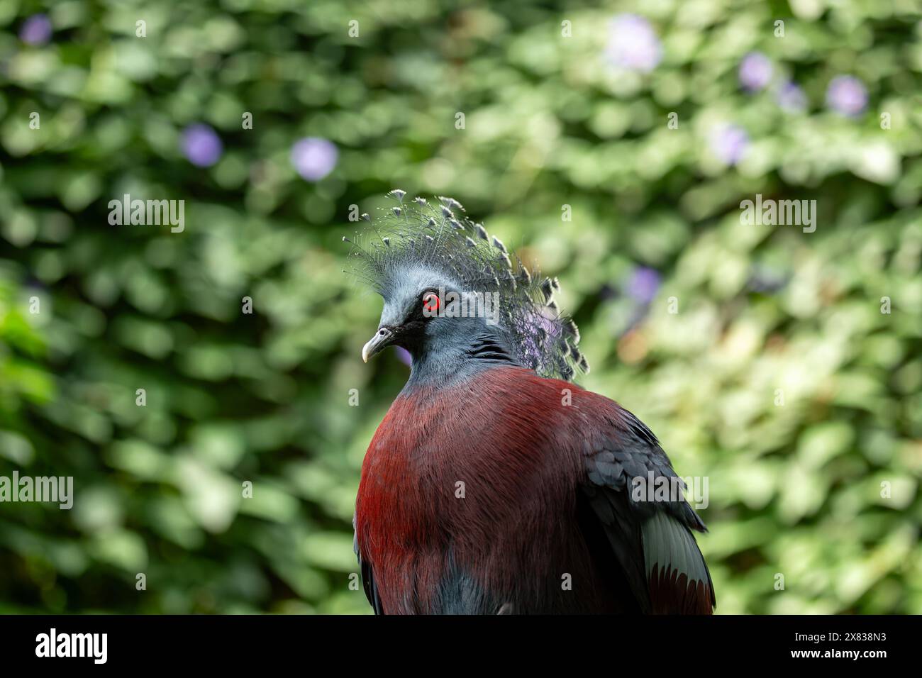 The Victoria Crowned Pigeon, native to New Guinea, feeds on fruits and ...