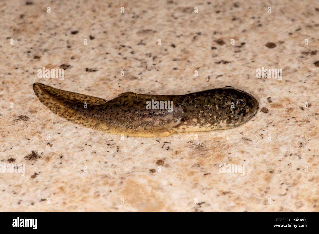 Bullfrog tadpole hi-res stock photography and images - Alamy