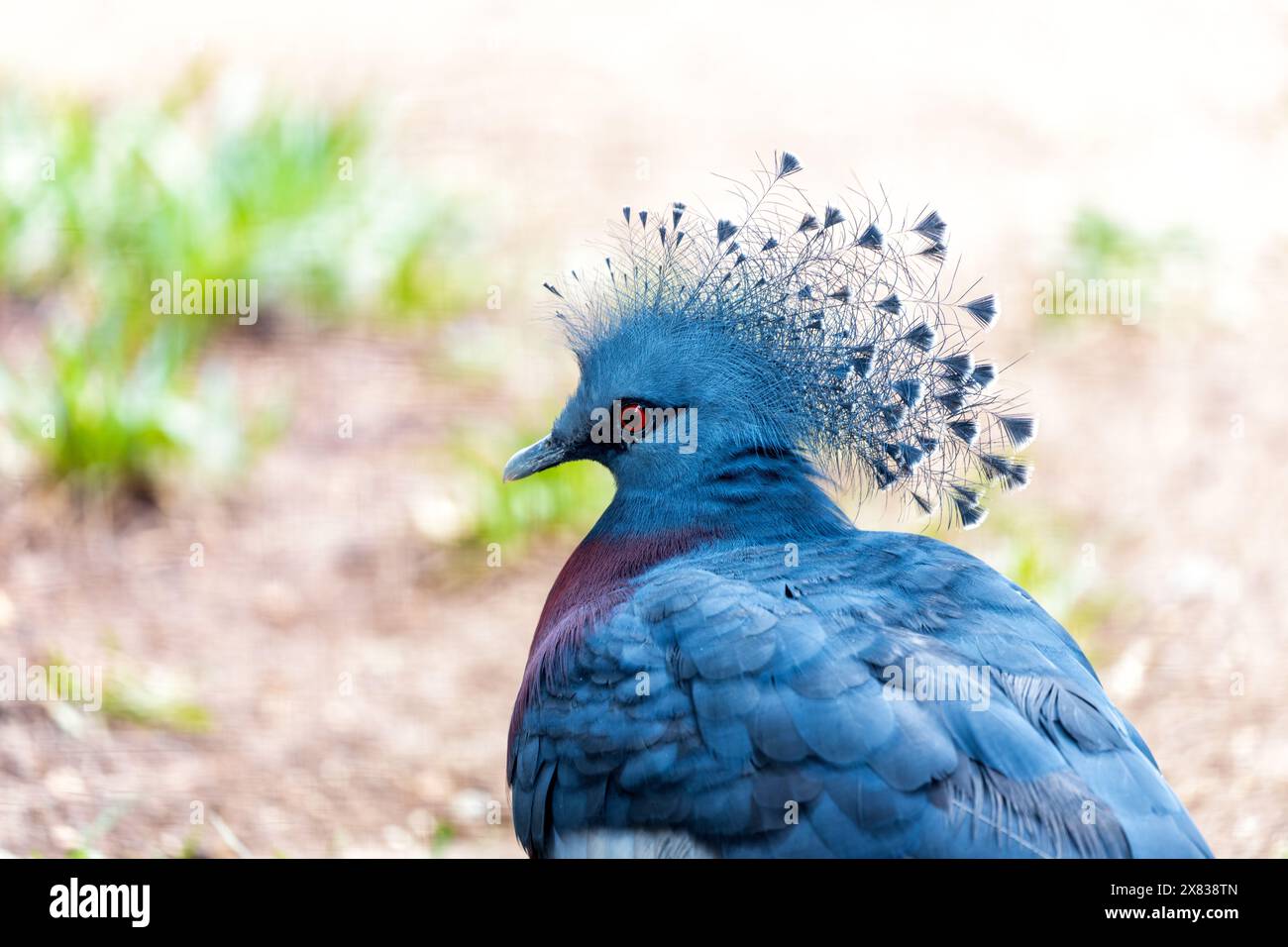 The Victoria Crowned Pigeon, native to New Guinea, feeds on fruits and ...