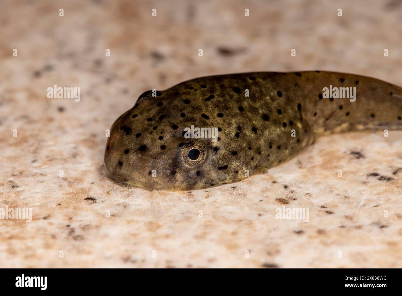 Bullfrog tadpole hi-res stock photography and images - Alamy