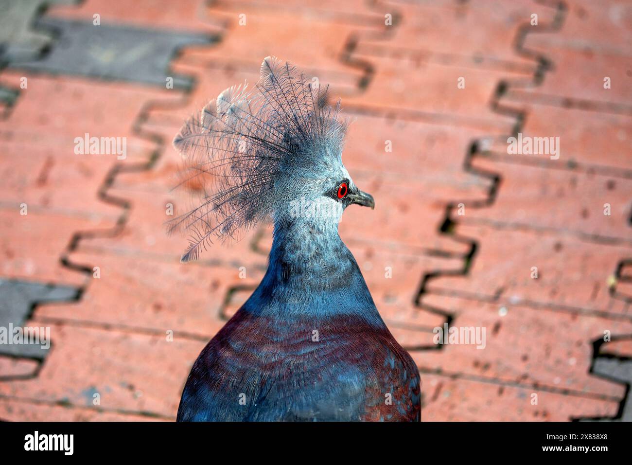 The Victoria Crowned Pigeon, native to New Guinea, feeds on fruits and ...