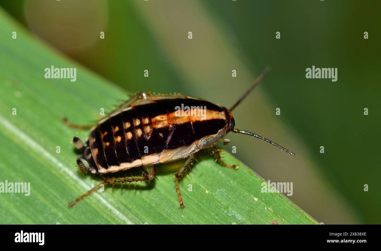 Asian cockroach nymph hi-res stock photography and images - Alamy