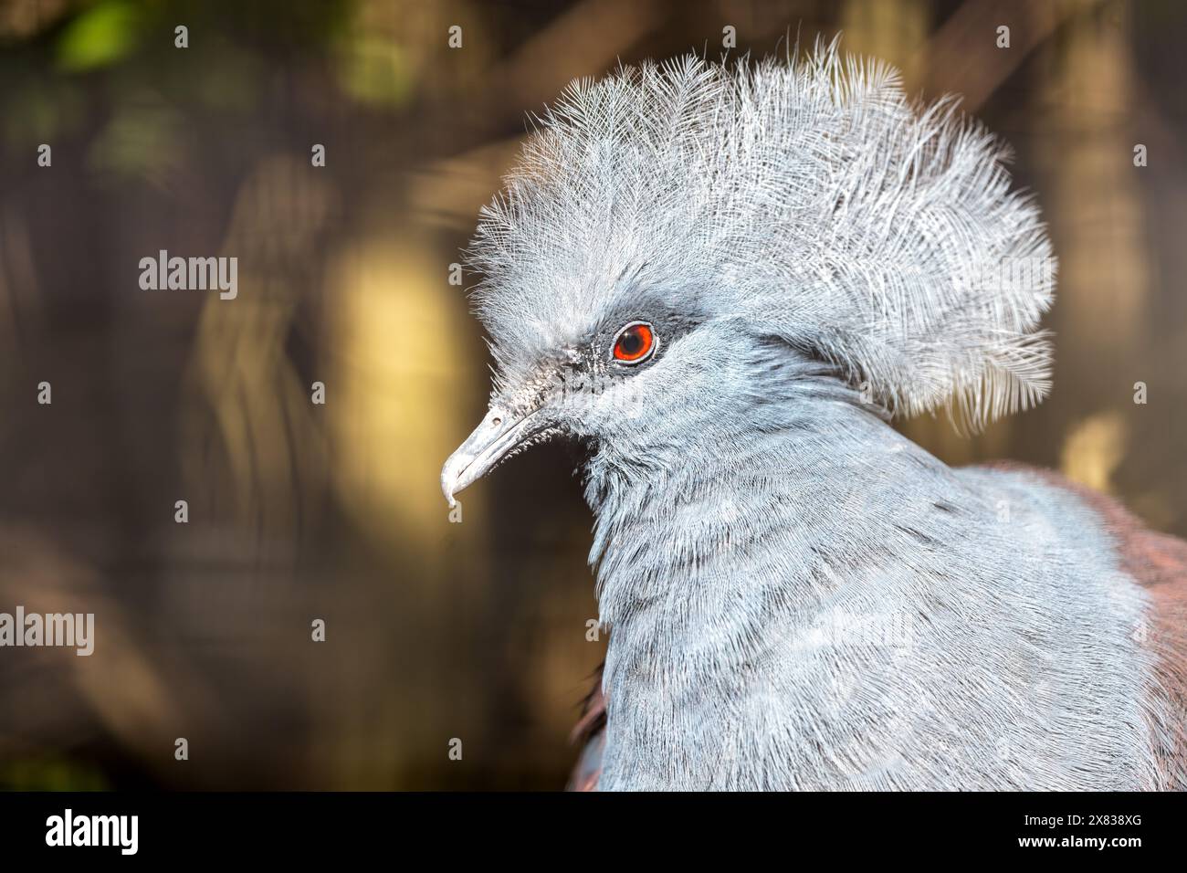 The Victoria Crowned Pigeon, native to New Guinea, feeds on fruits and ...