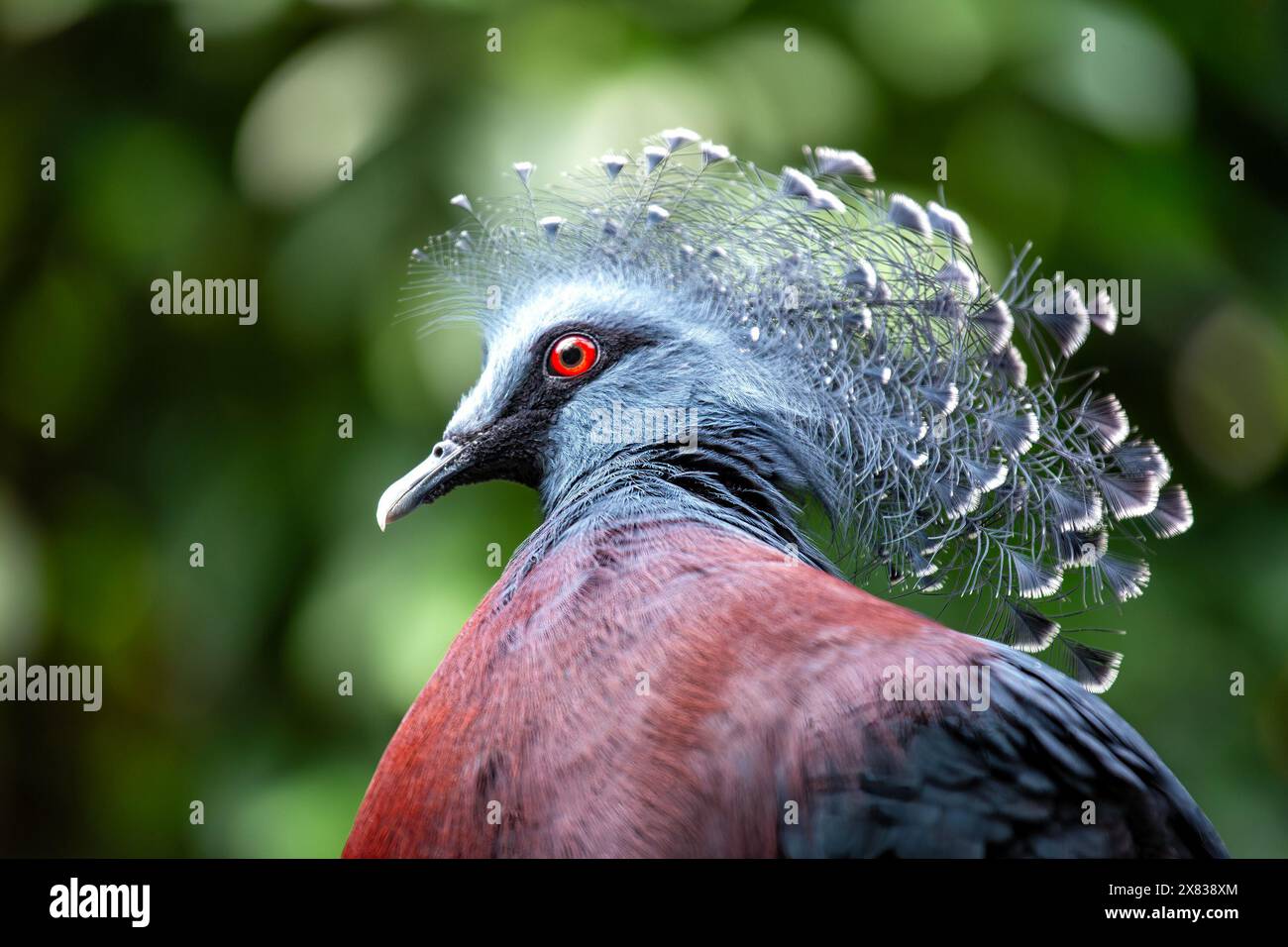 The Victoria Crowned Pigeon, native to New Guinea, feeds on fruits and ...