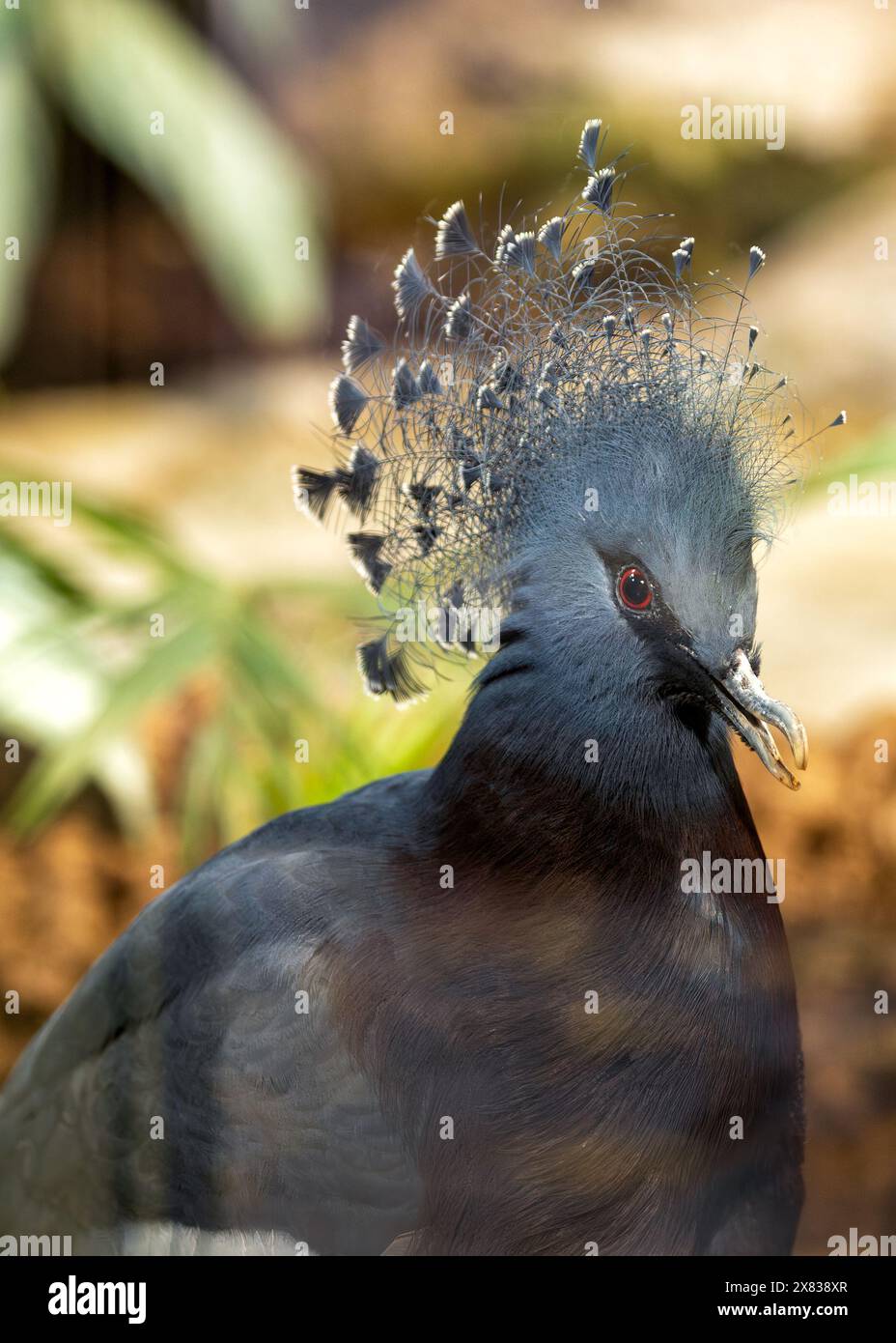 The Victoria Crowned Pigeon, native to New Guinea, feeds on fruits and ...