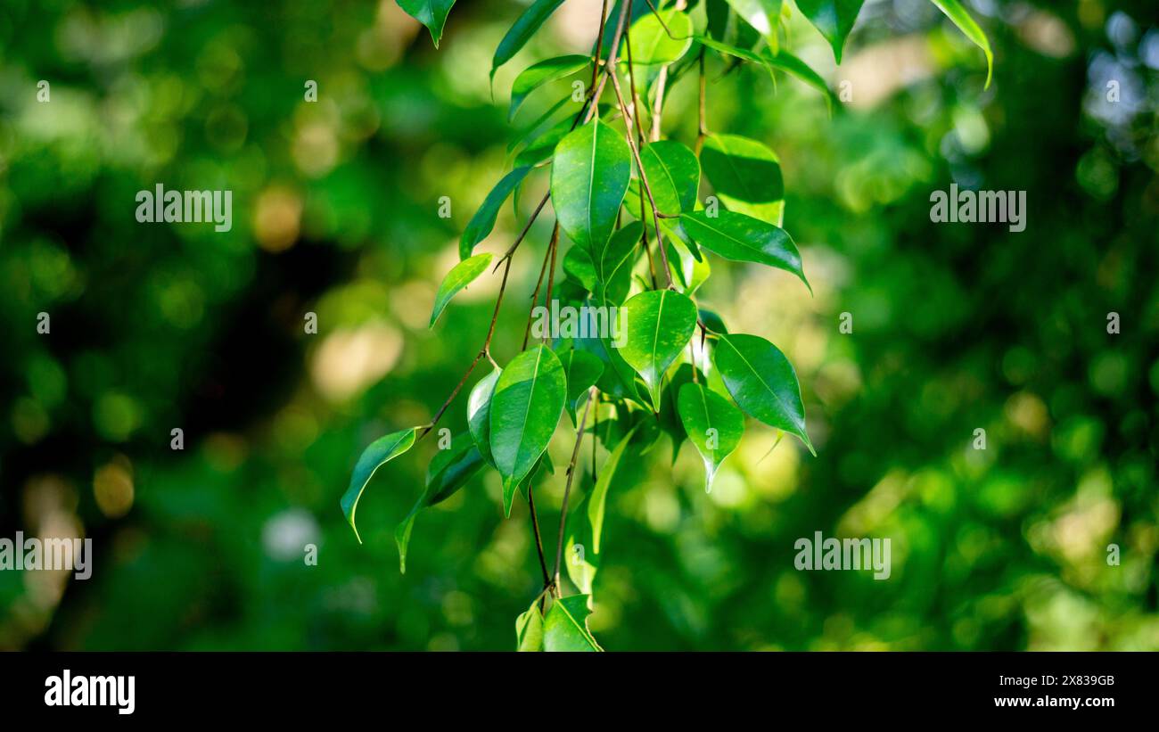 Ficus benjamina (weeping fig, benjamin fig, ficus tree) leaves with a ...