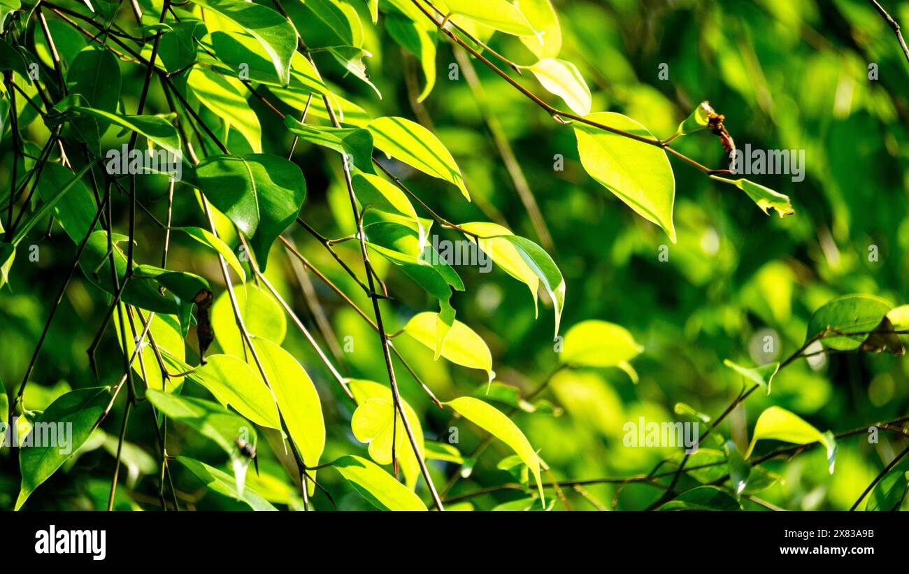Ficus benjamina (weeping fig, benjamin fig, ficus tree) leaves with a ...