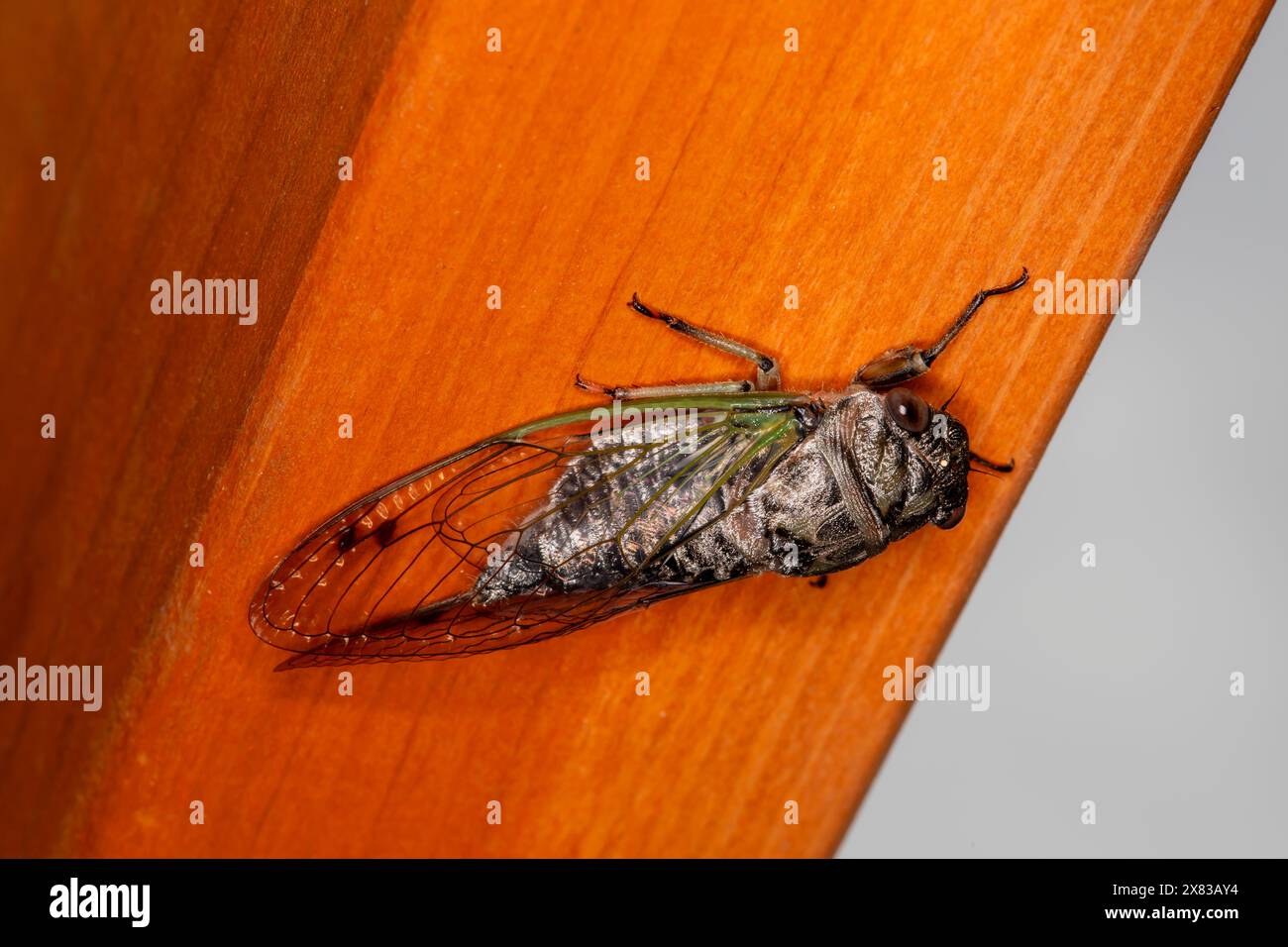Coon Rapid, Minnesota. Side view of a Dogday Cicada sitting on a piece ...