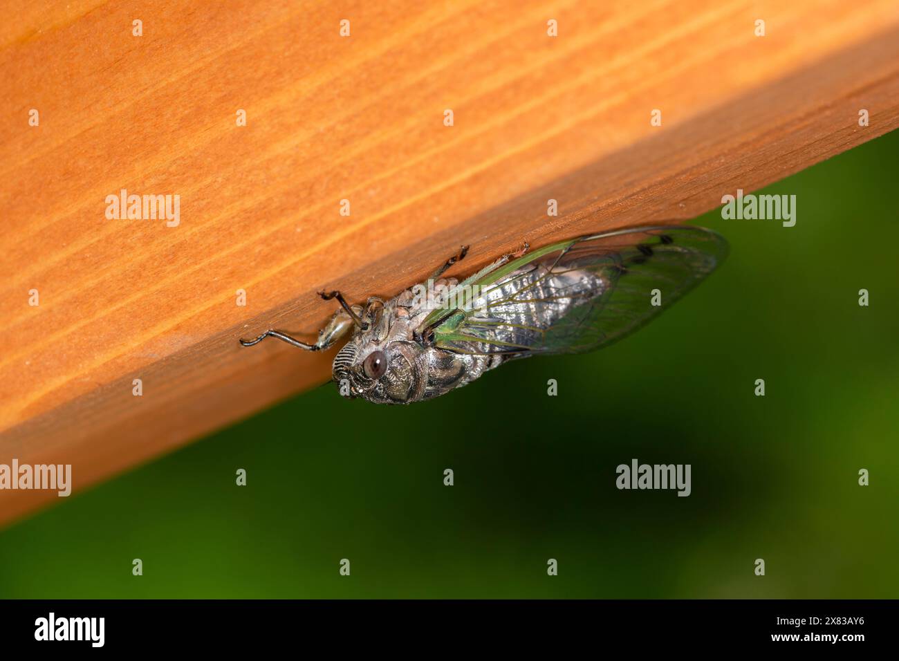 Coon Rapids, Minnesota. Side view of a Dogday Cicada sitting on a piece ...