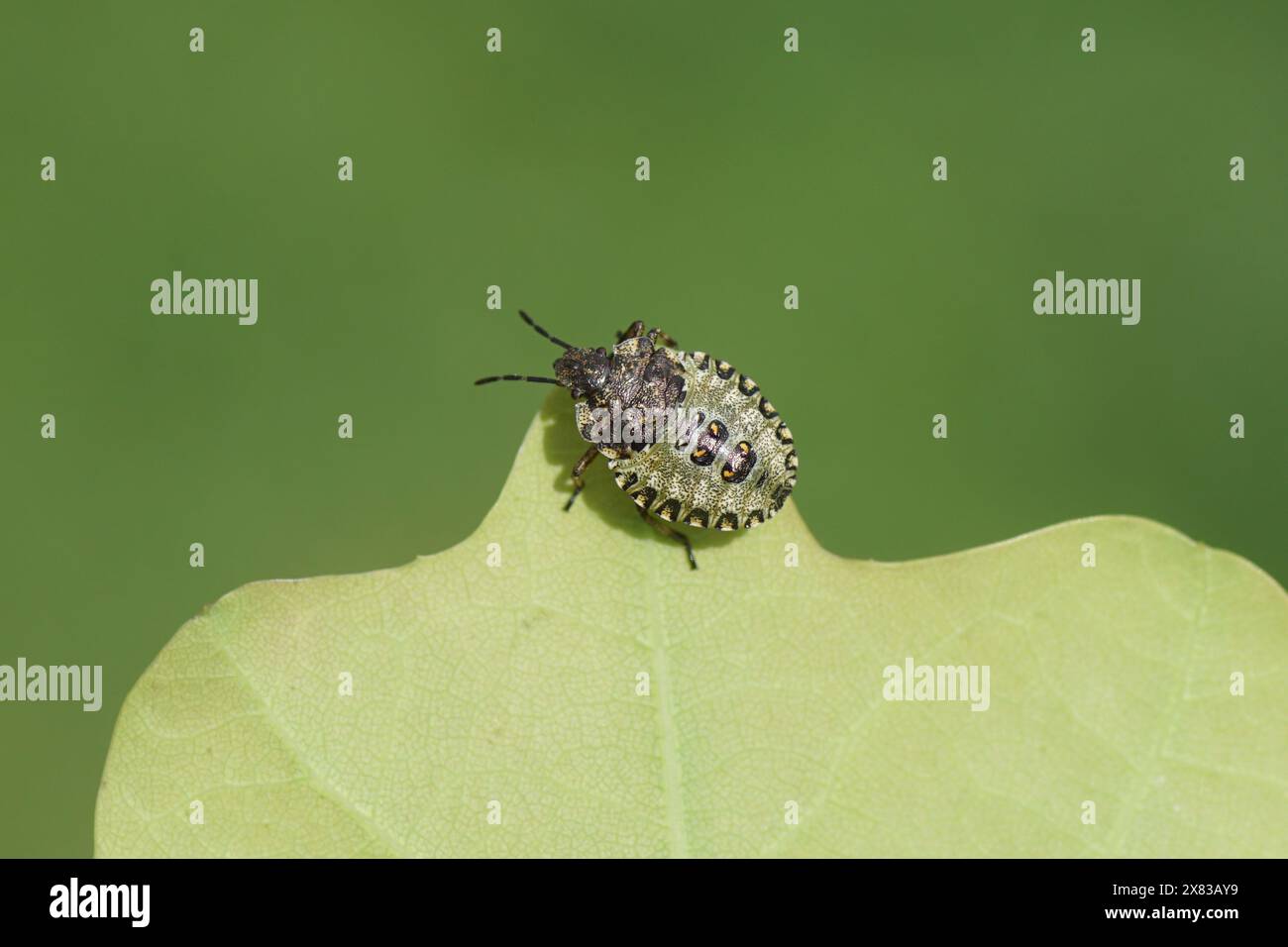 Nymph of a forest bug or red-legged shieldbug (Pentatoma rufipes) on ...