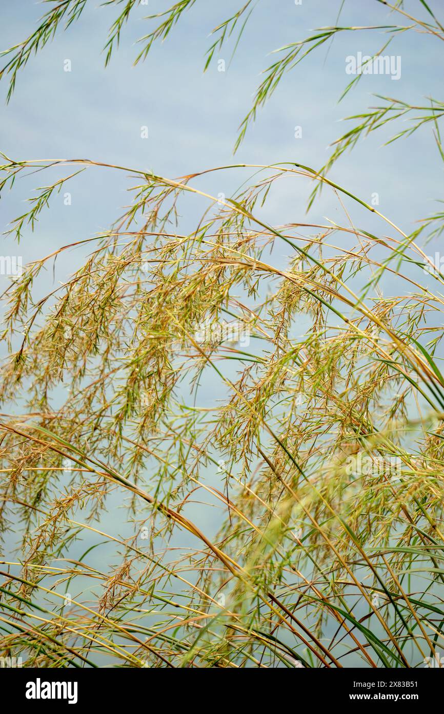 Cymbopogon nardus (Serai wangi, citronella grass, Andropogon nardus ...