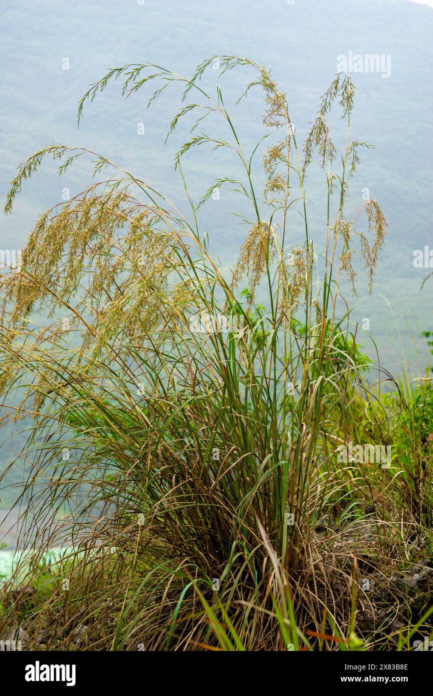 Cymbopogon nardus (Serai wangi, citronella grass, Andropogon nardus ...
