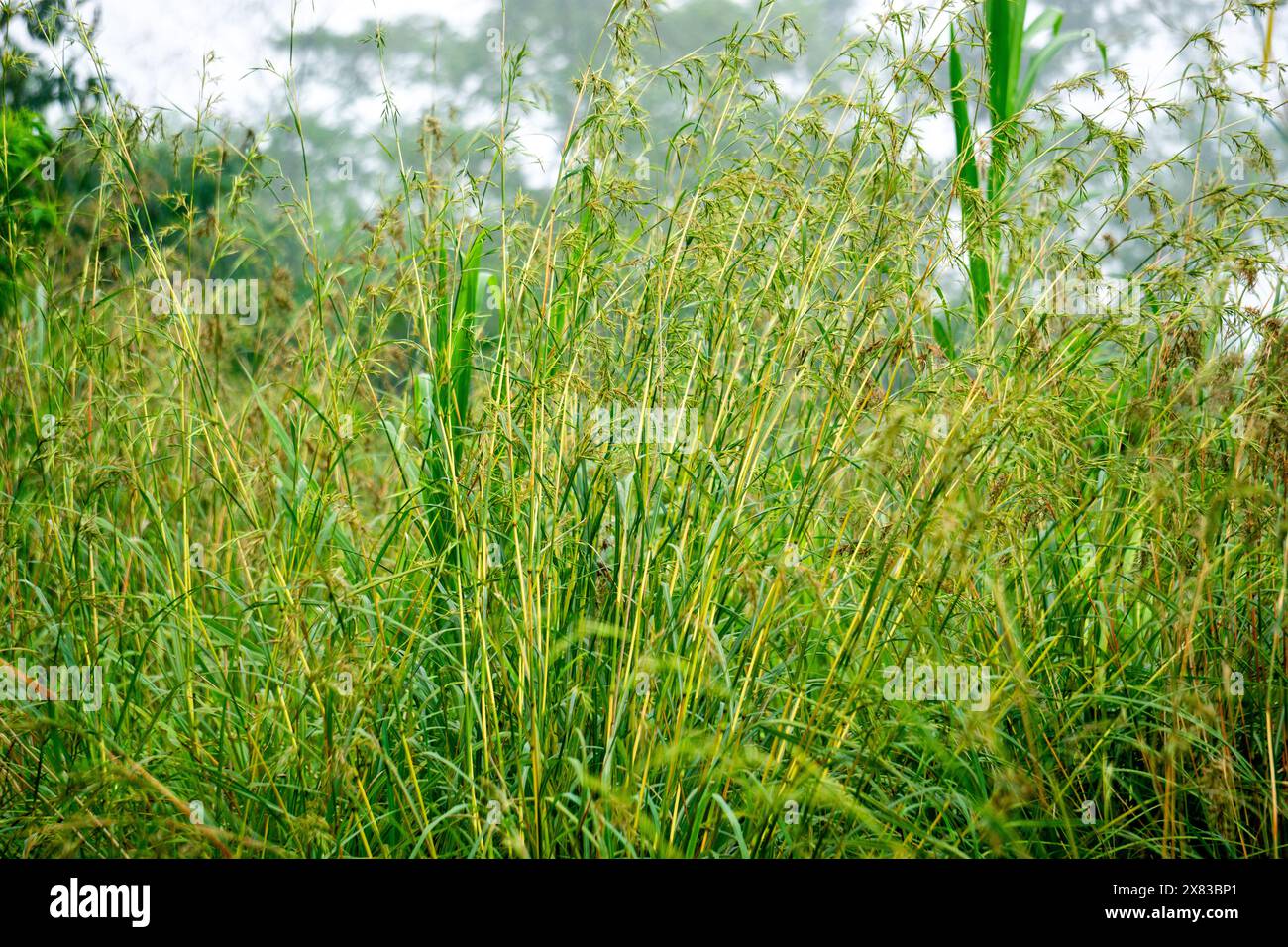 Cymbopogon nardus (Serai wangi, citronella grass, Andropogon nardus ...