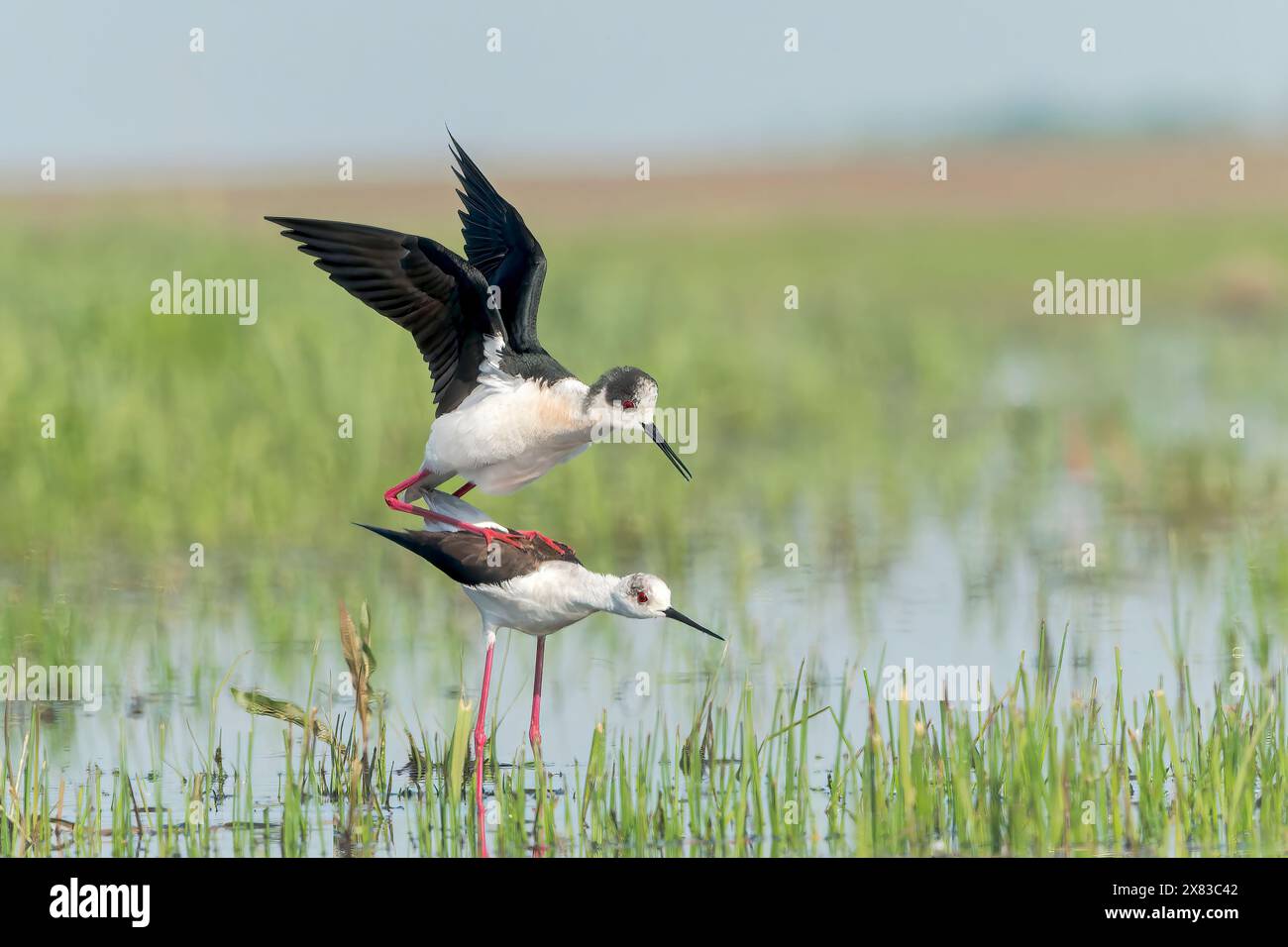 black-winged stilt, Himantopus himantopus, two birds mating while in ...