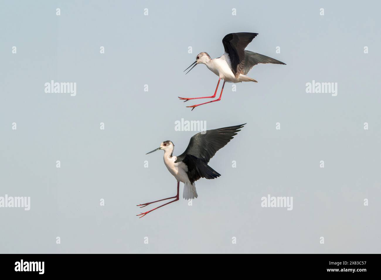 black-winged stilt, Himantopus himantopus, two birds flighting while ...