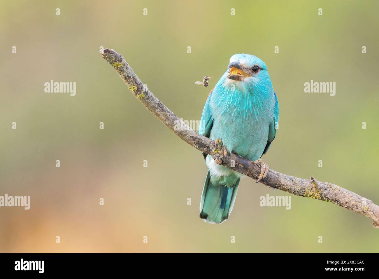 European roller, Coracias garrulus, single adult bird feeding on flying ...