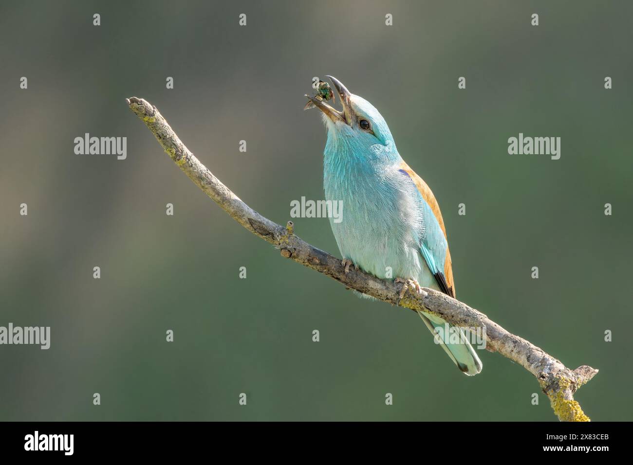 European roller, Coracias garrulus, single adult bird feeding on flying ...