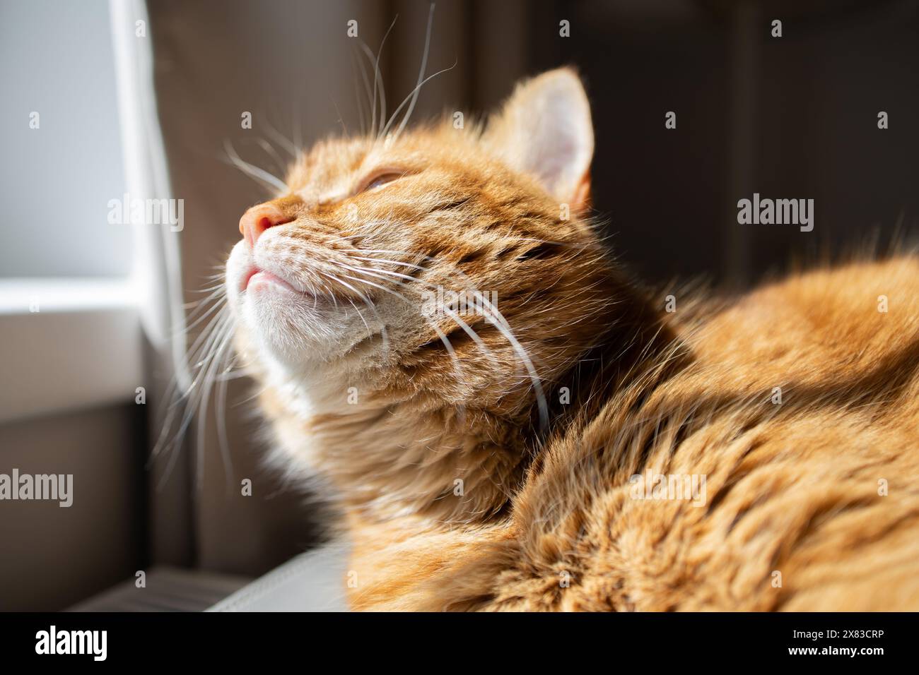 Ginger cute kitten lying hi-res stock photography and images - Alamy