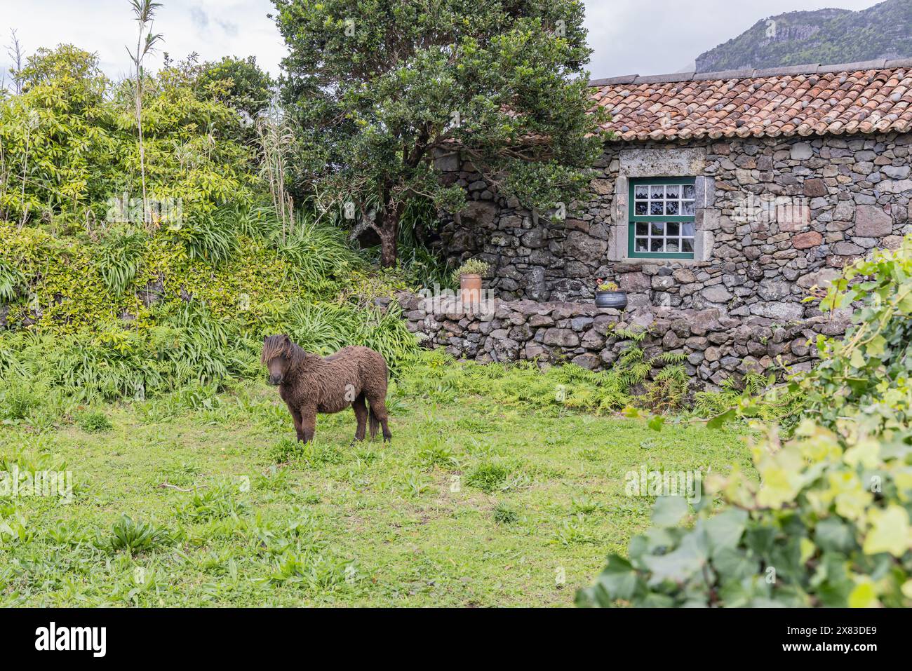 Aldeia da Cuada, Flores, Azores, Portugal. April 2, 2022. A wet pony in ...