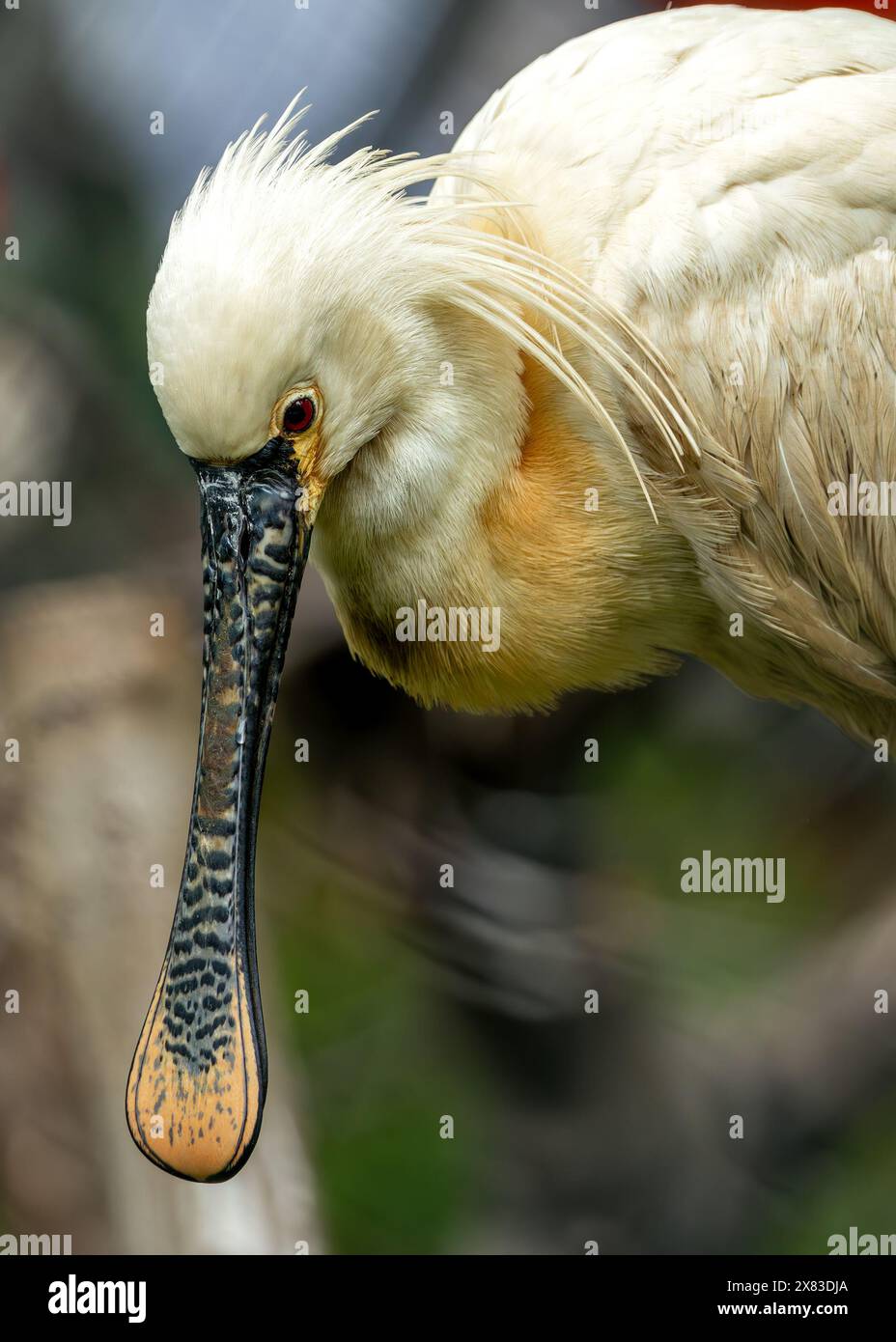 Distinctive waterfowl recognized hi-res stock photography and images ...