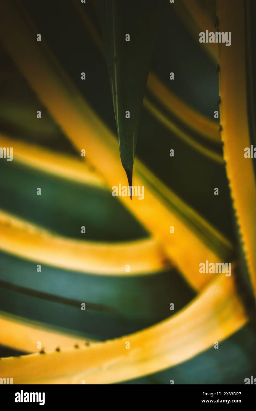 Agave Americana or century plant, maguey, American aloe green yellow ...