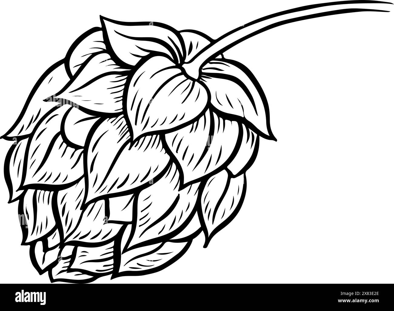 Cone of hop. A vector black-and-white hand-drawn illustration ...