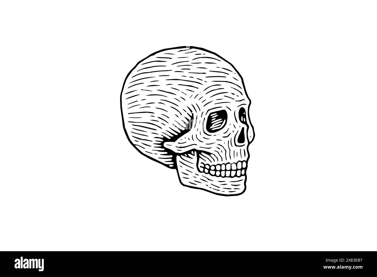 Vintage Human Skull Vector: Engraved Anatomy Illustration. Logo Simple ...