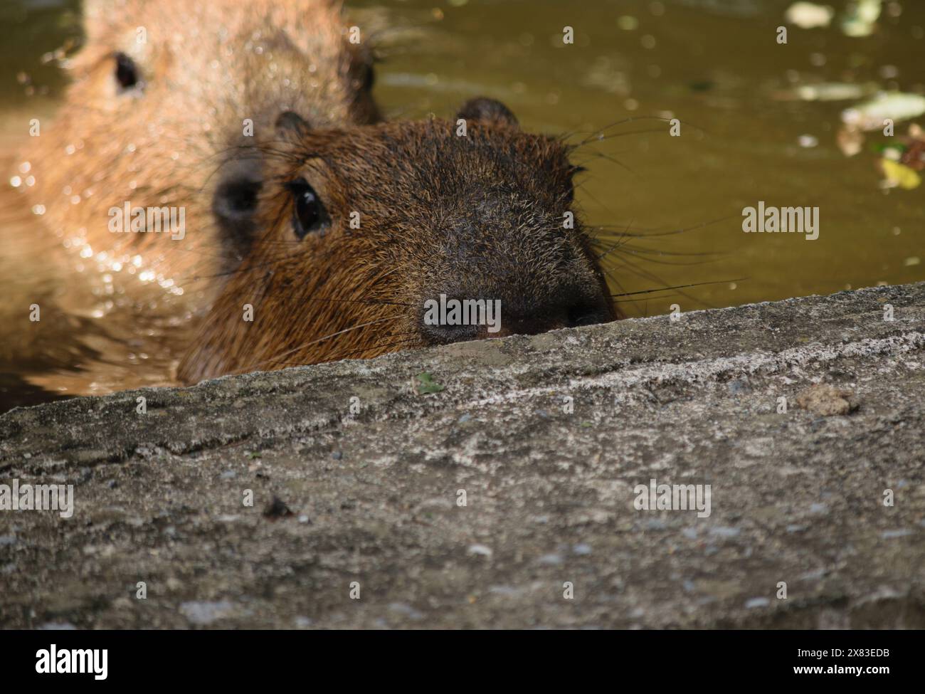 Two capybaras partially submerged in water, with one peeking over a ...