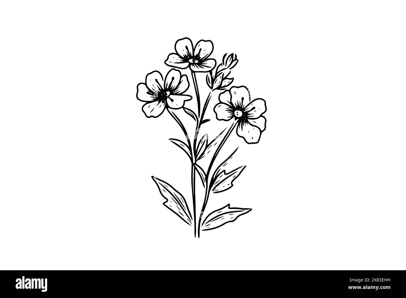 Hand drawn ink sketch of meadow wild flower. Engraved style vector ...